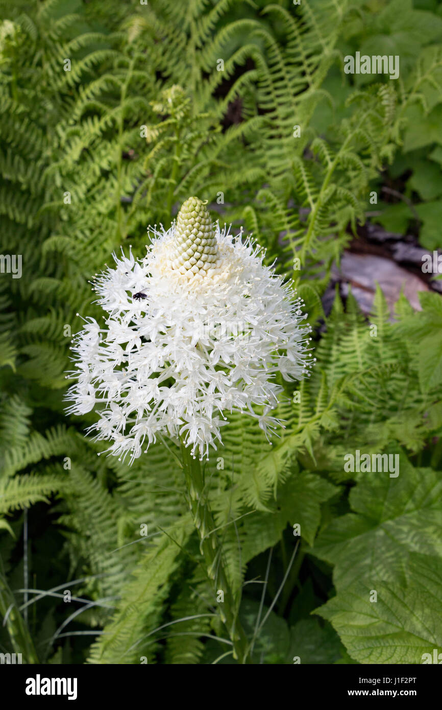 Bear Grass Closeup Stock Photo - Alamy