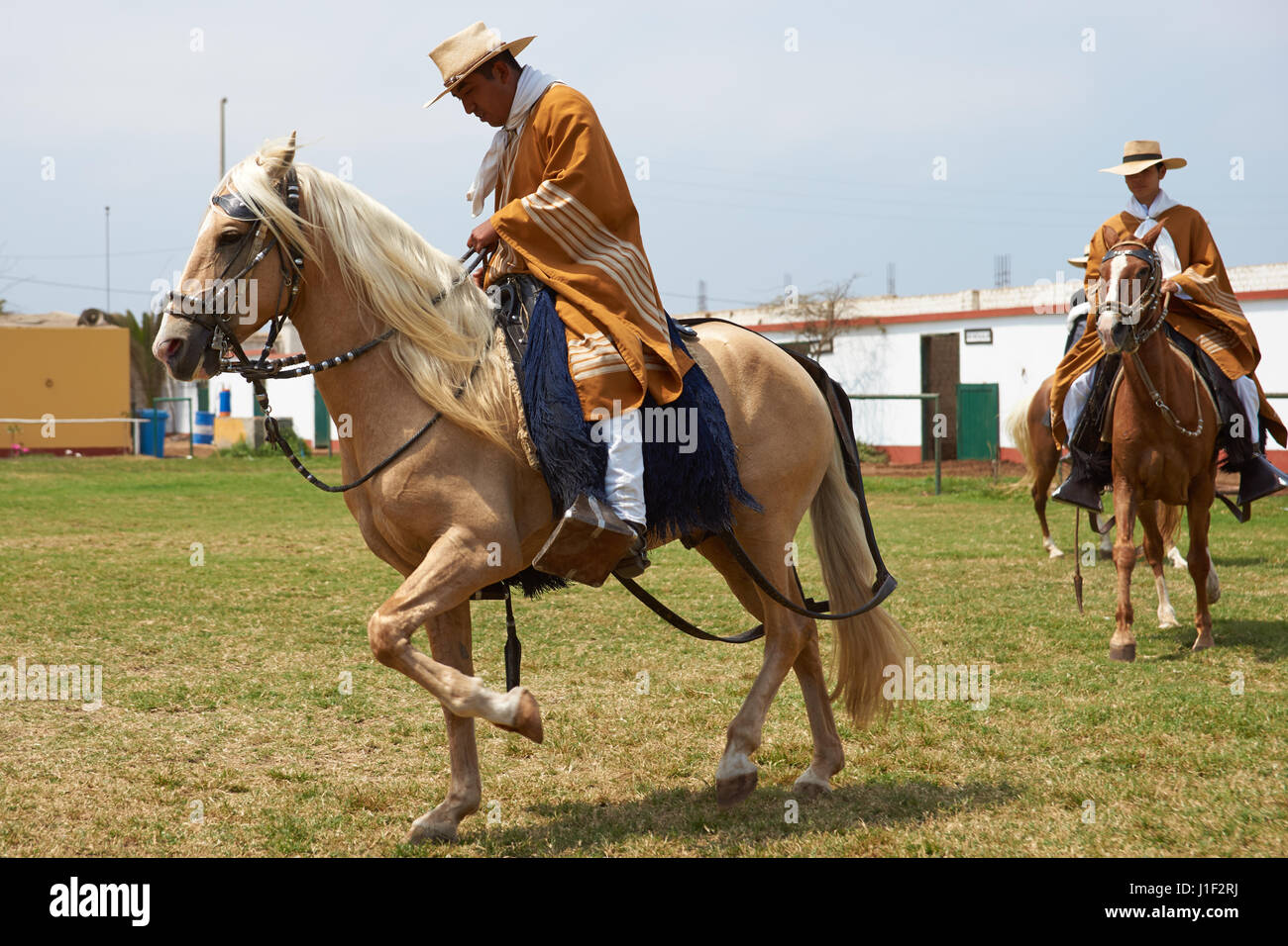 Peruvian paso horse trujillo hi-res stock photography and images - Alamy