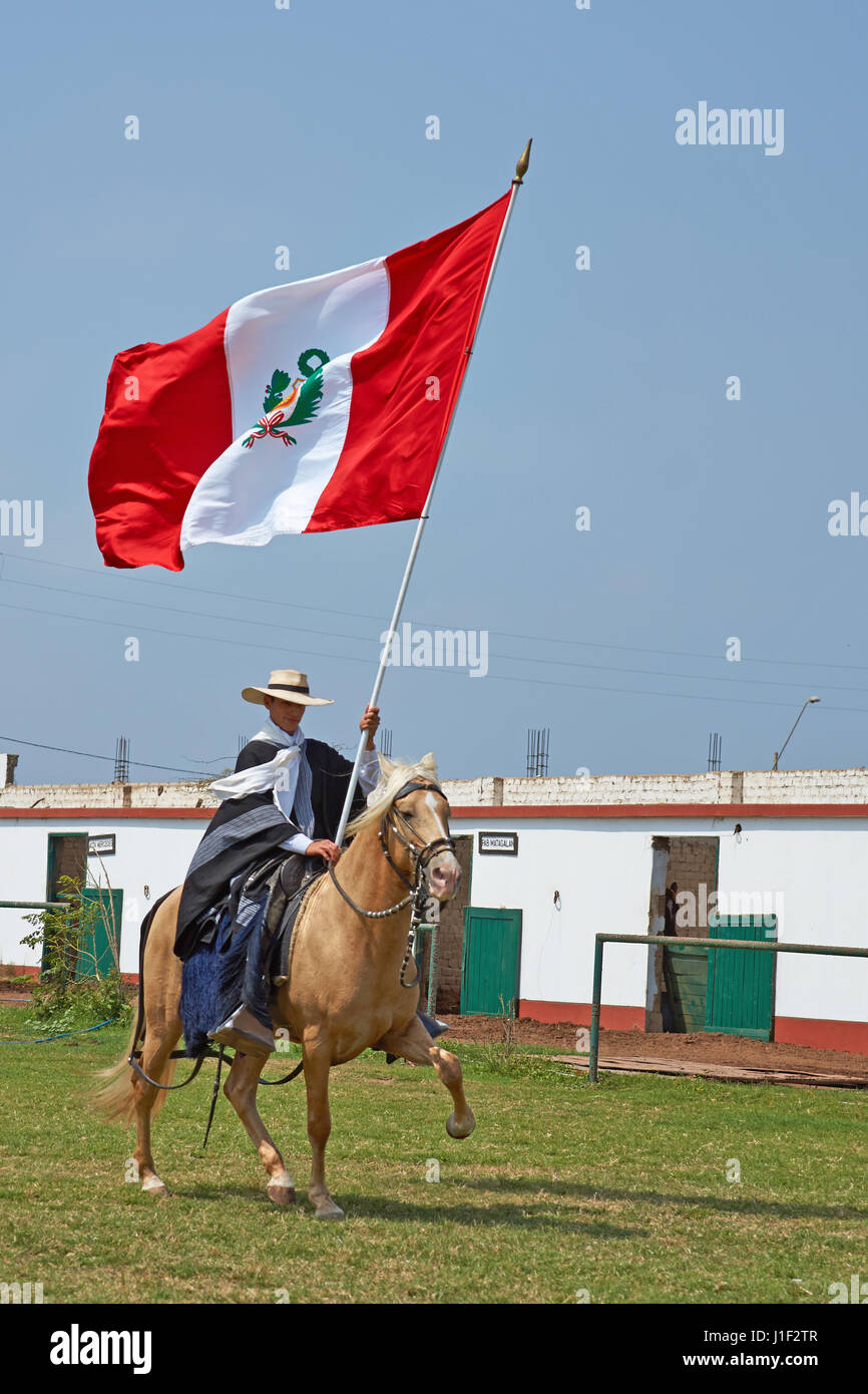 Peruvian paso horse hi-res stock photography and images - Alamy