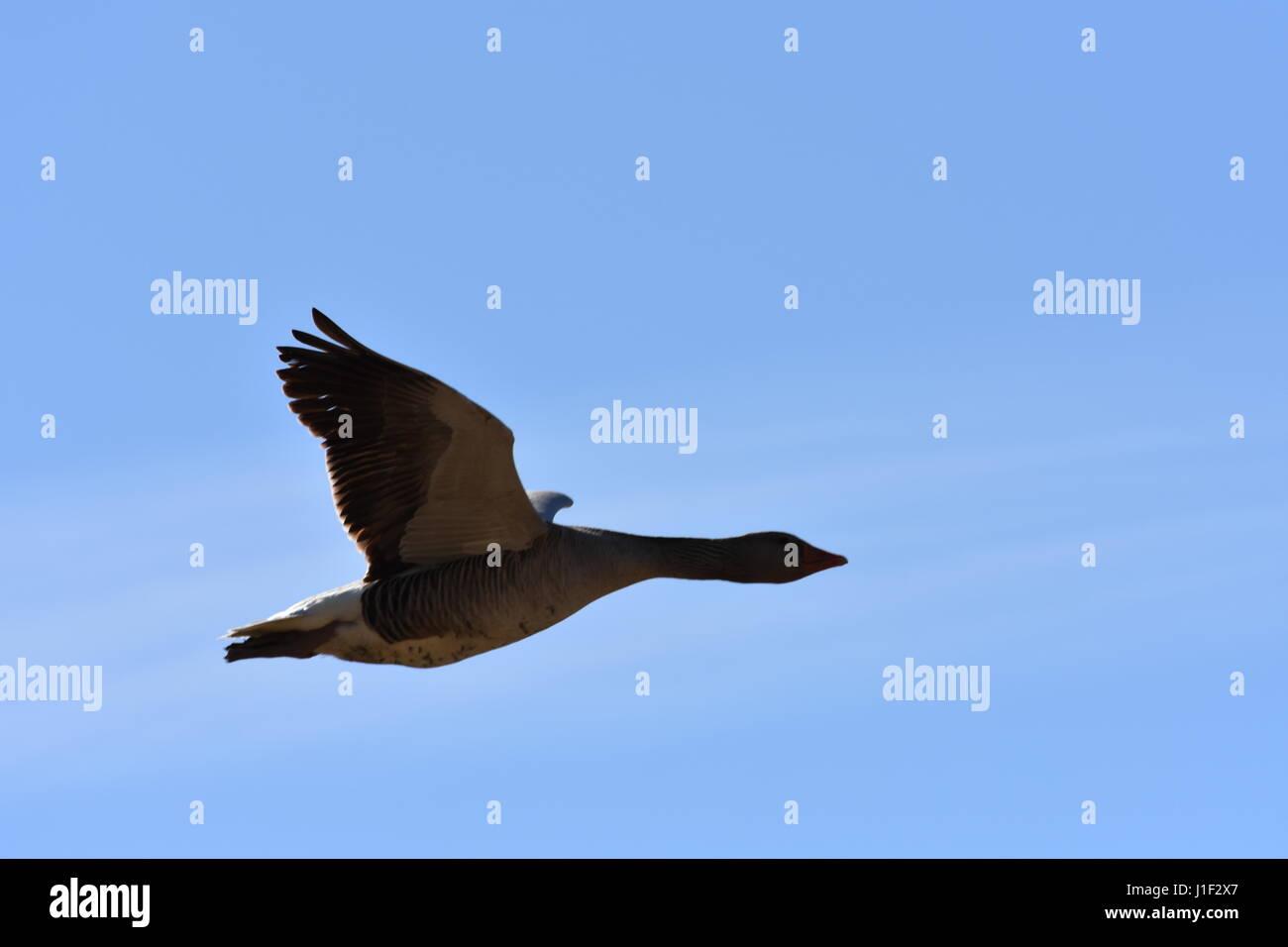 Flying wash hi-res stock photography and images - Alamy