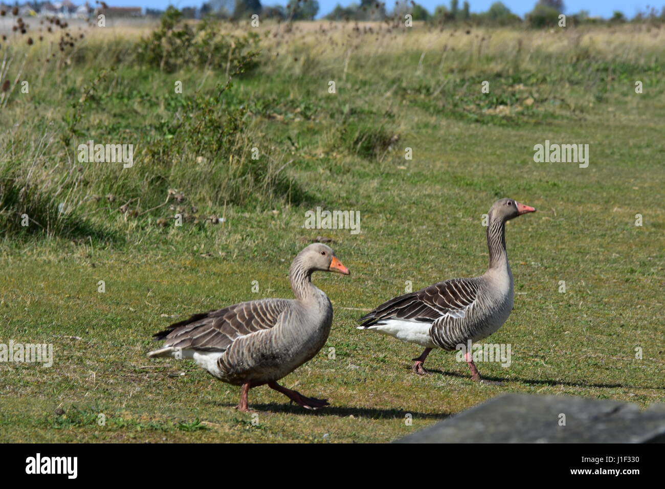 Snettisham rspb reserve geese norfolk hi-res stock photography and ...