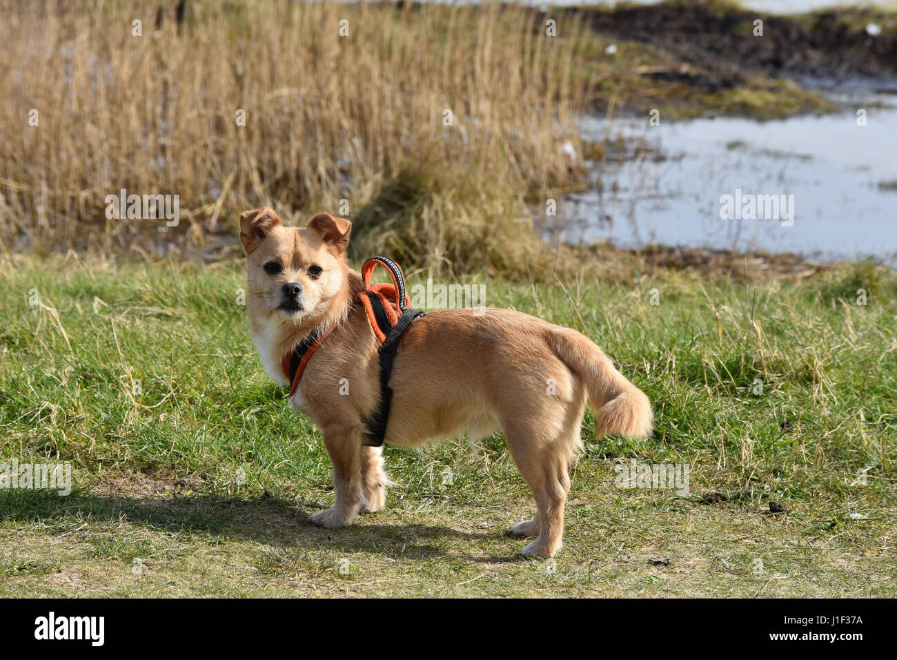 Small Golden Dog Standing near lake Stock Photo - Alamy