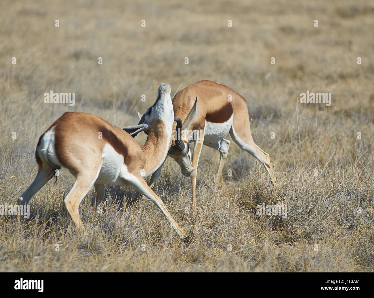 Springbok mating hi-res stock photography and images - Alamy