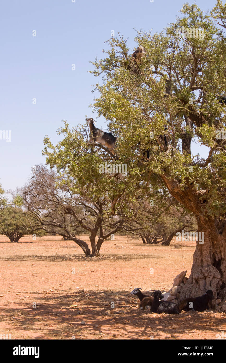 Goats feeding in a tree in Morocco Stock Photo - Alamy