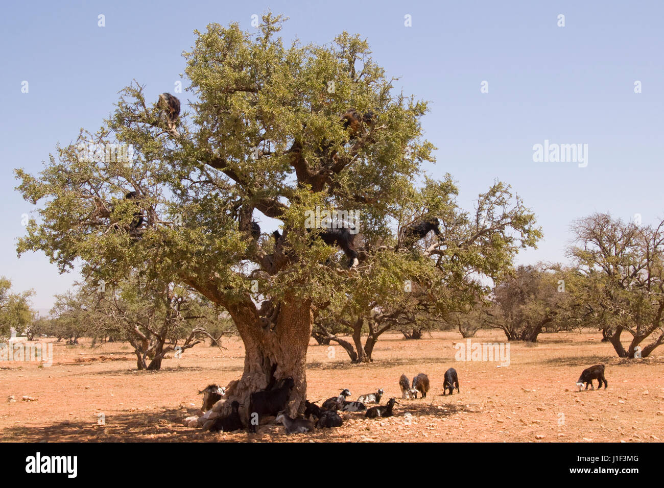 Goats feeding in a tree in Morocco Stock Photo - Alamy