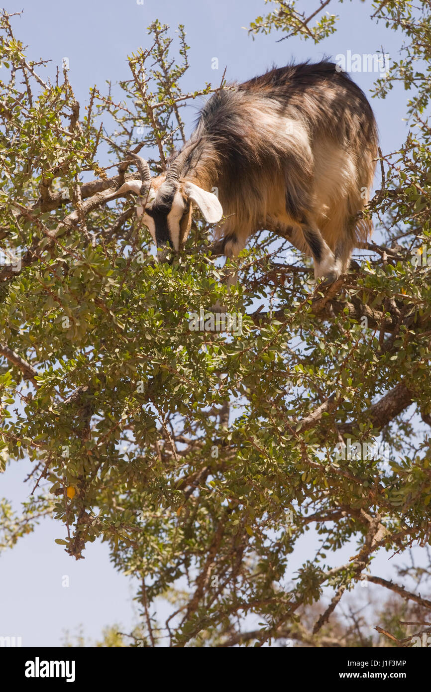 Goats feeding in a tree in Morocco Stock Photo - Alamy