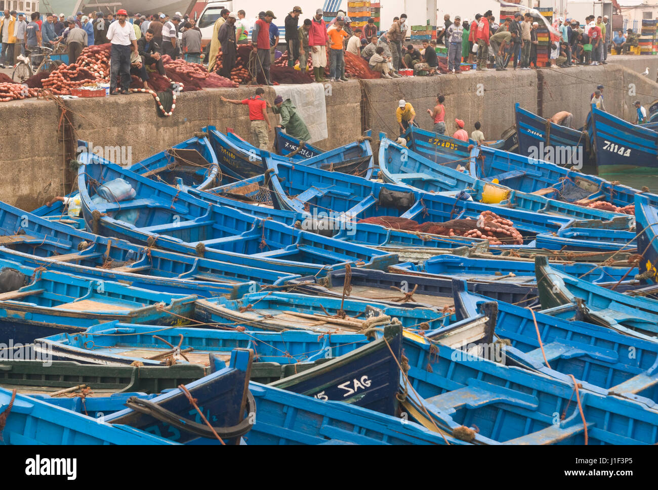 Fish being offloaded from a fleet of small blue inshore fishing boats ...