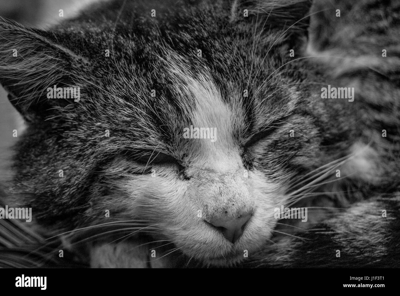 Tired cat hi-res stock photography and images - Alamy