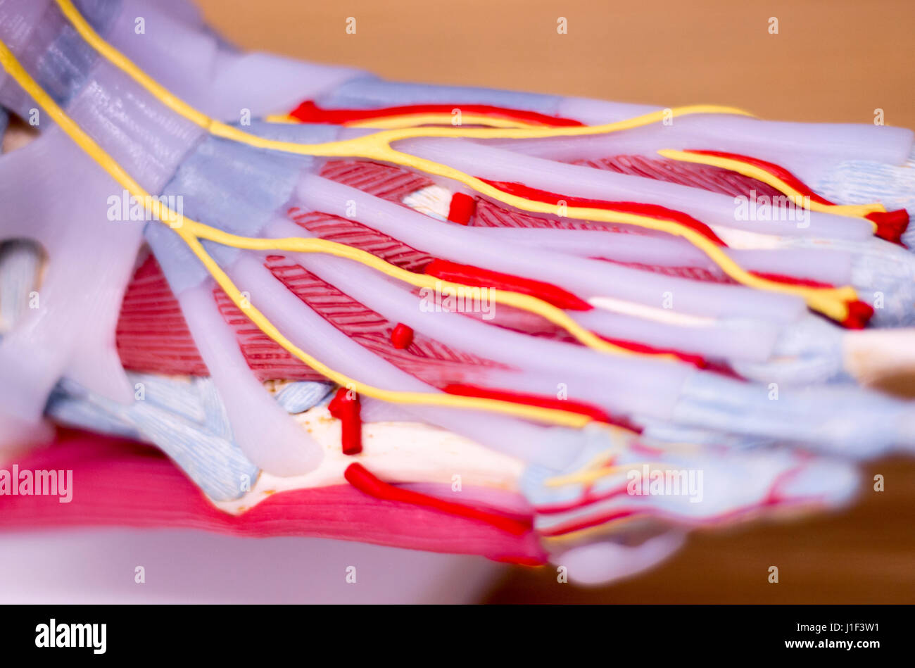 Foot medical study student anatomy model showing bones, toes, tendons ...