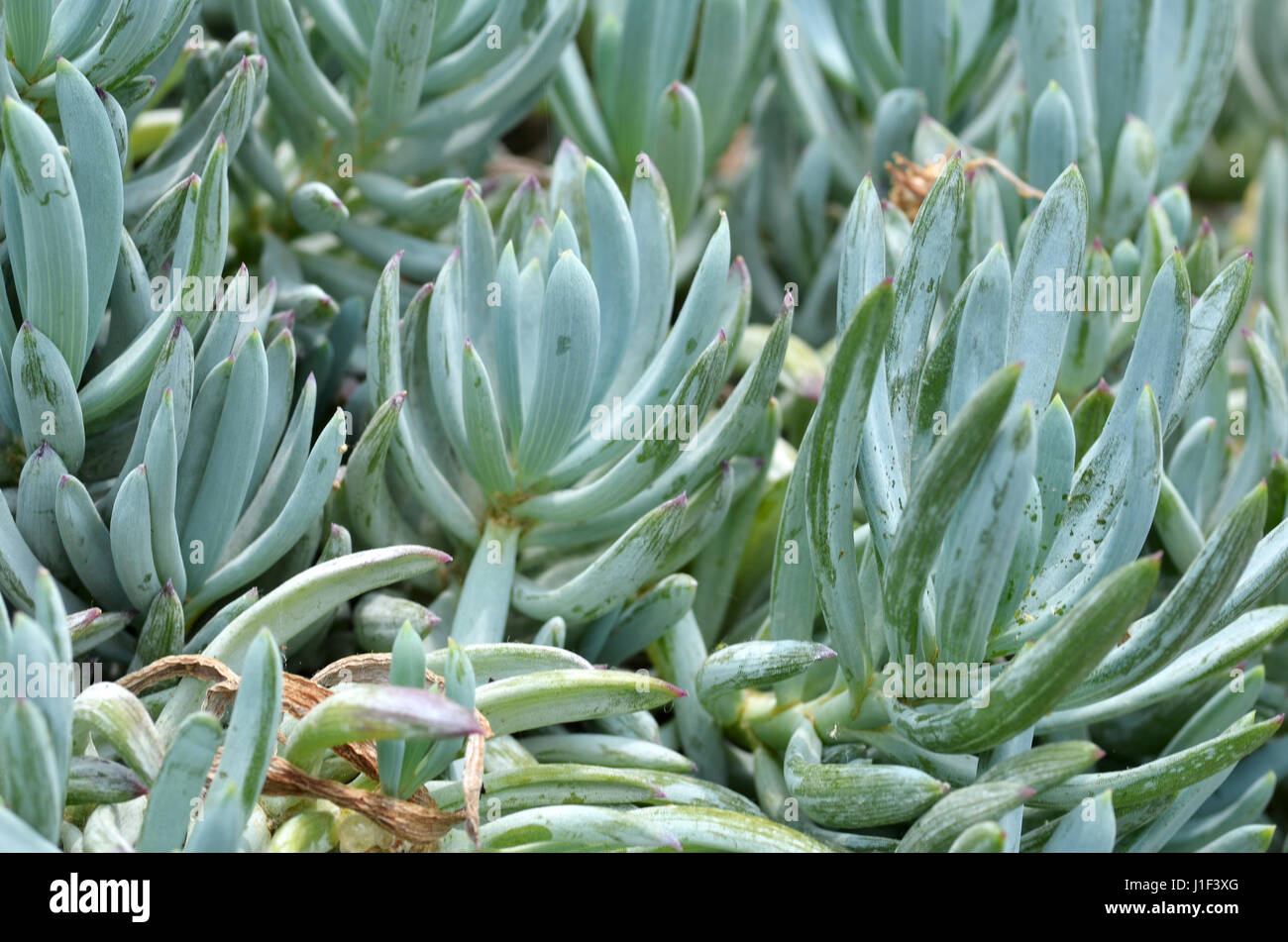 Blue chalk sticks succulent hi-res stock photography and images - Alamy