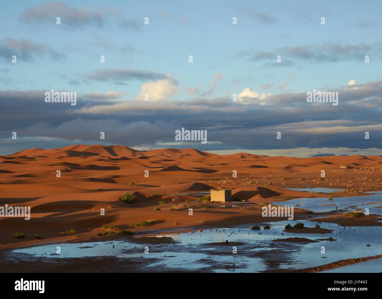 Pools of water amongst the sand dunes after a rain storm in the Sahara ...