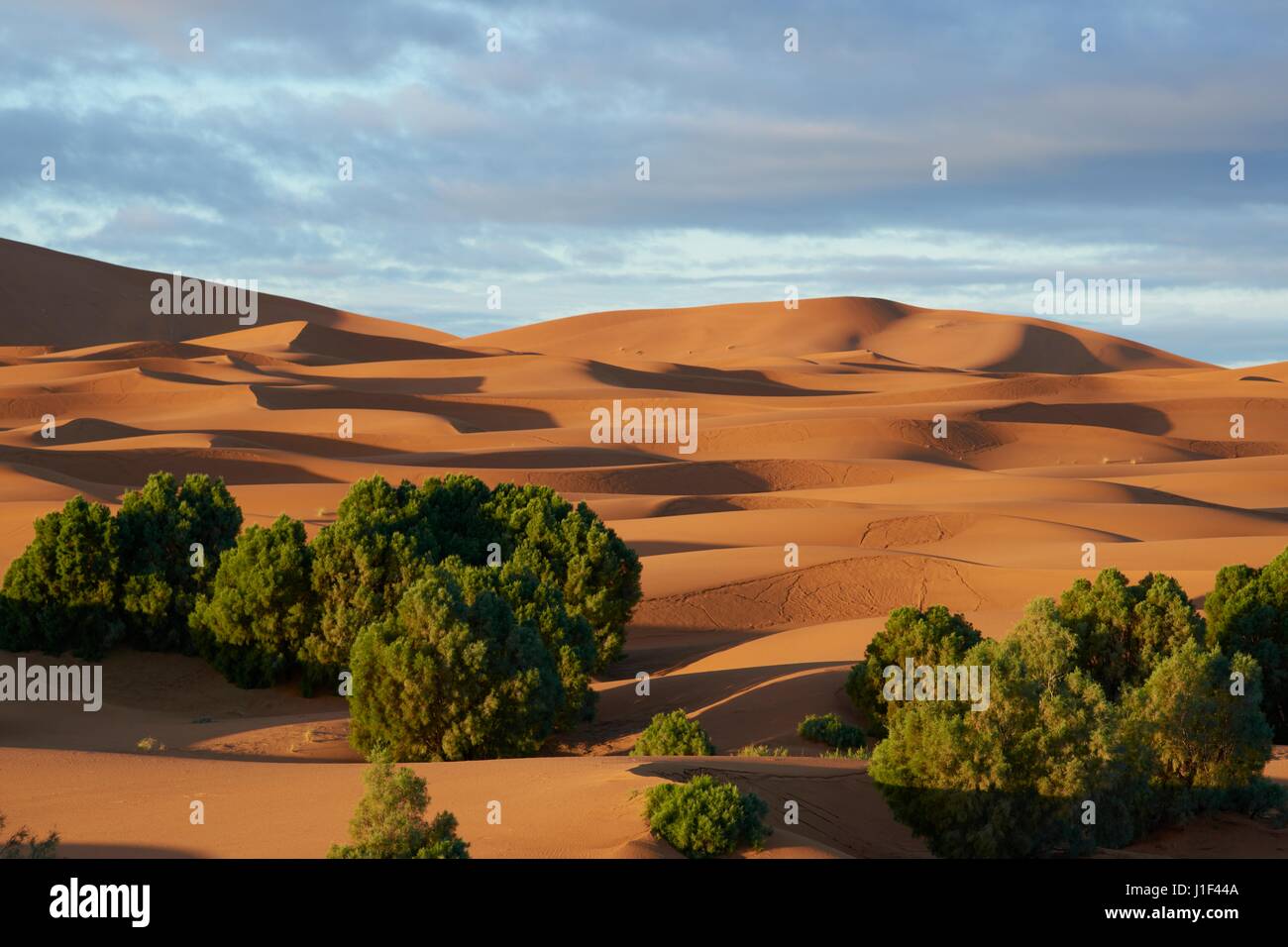 Vegetation growing amongst the sand dunes of the Sahara Desert at Erg ...