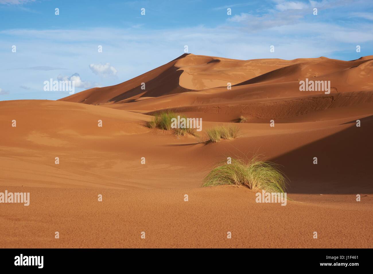 Vegetation growing amongst the sand dunes of the Sahara Desert at Erg ...