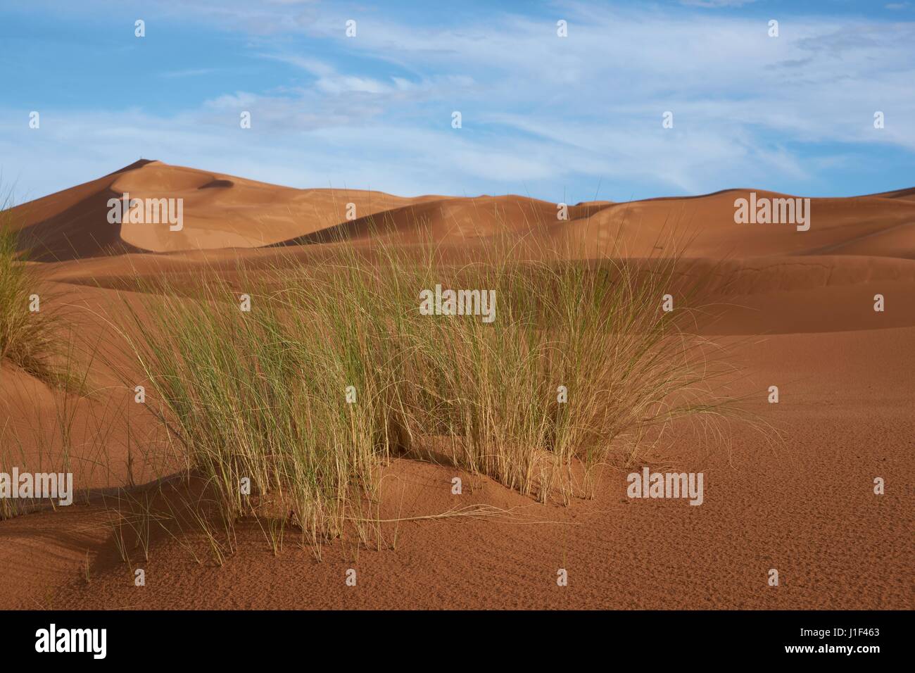 Vegetation growing amongst the sand dunes of the Sahara Desert at Erg ...
