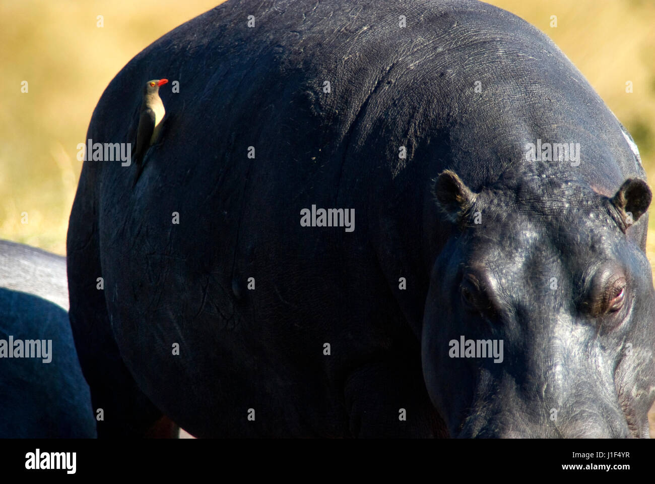 Oxpecker hippo hi-res stock photography and images - Alamy