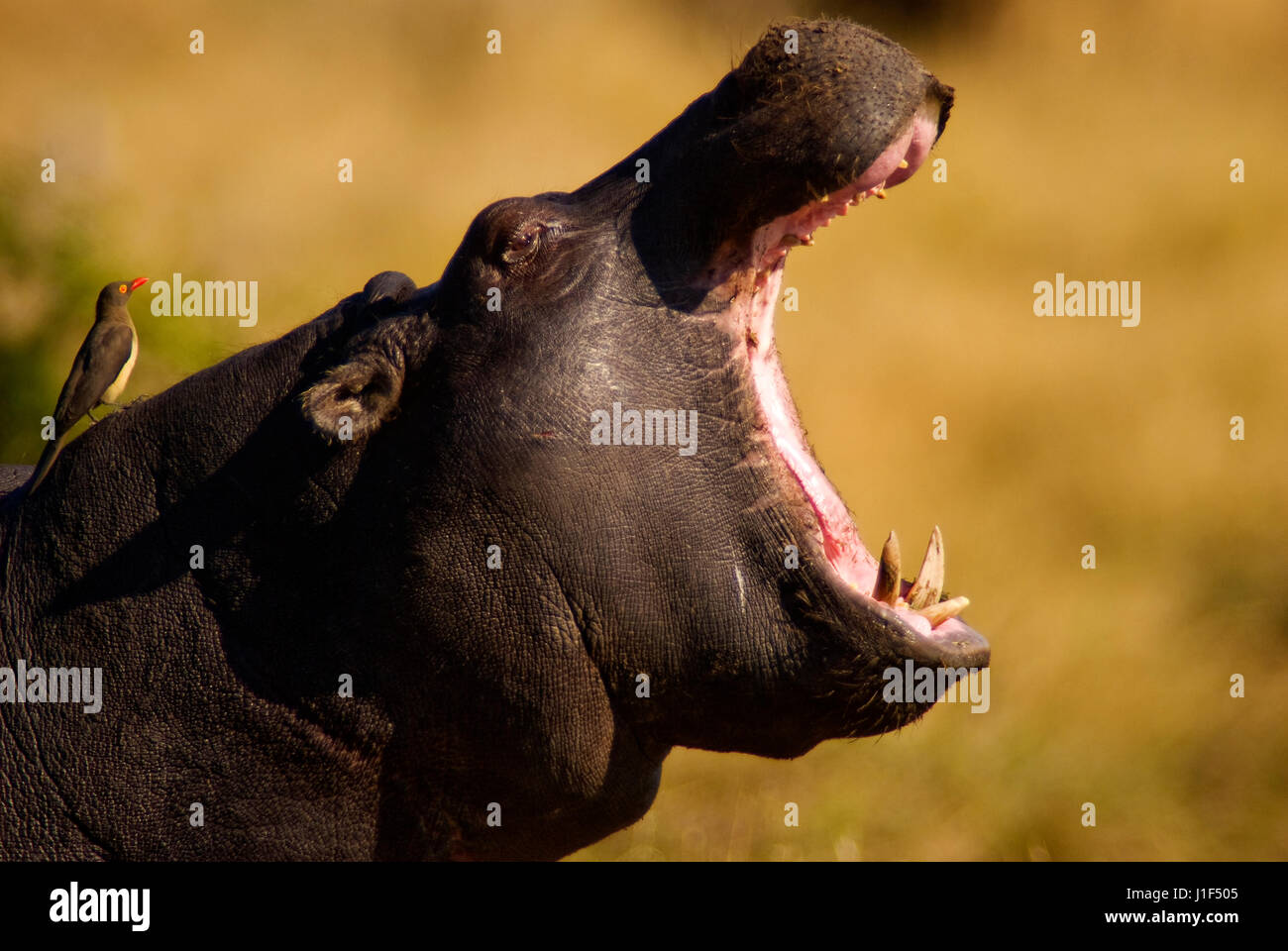 Oxpecker eating ticks hi-res stock photography and images - Alamy