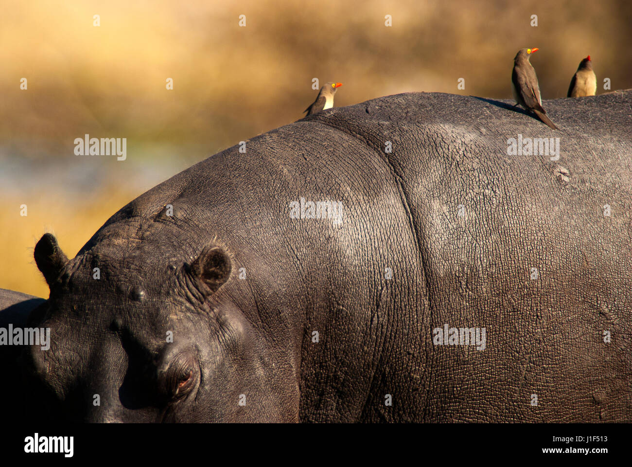 Worlds Biggest Snake Eating Hippo