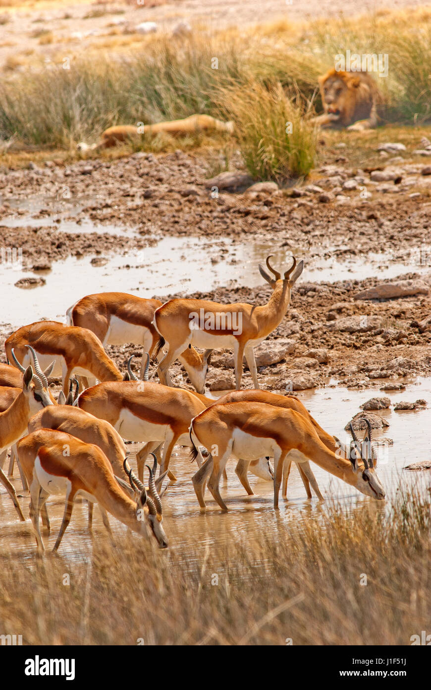Lion and lioness looking at a herd of springbok drinking at Salvadora ...