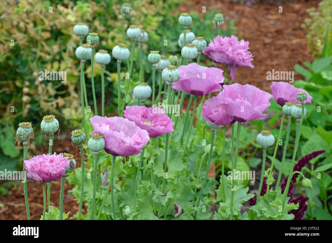 Purple poppy flowers hi-res stock photography and images - Alamy
