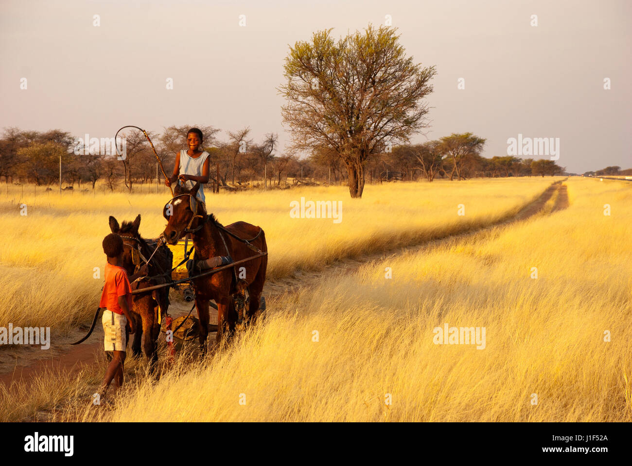 African cart horses hi-res stock photography and images - Alamy