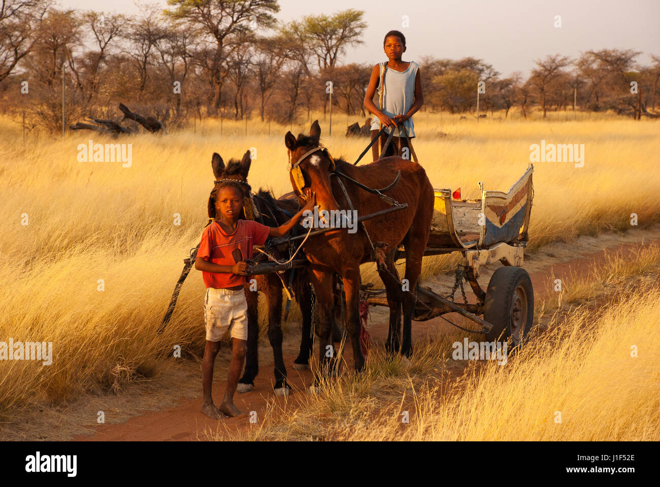 African cart horses hi-res stock photography and images - Alamy