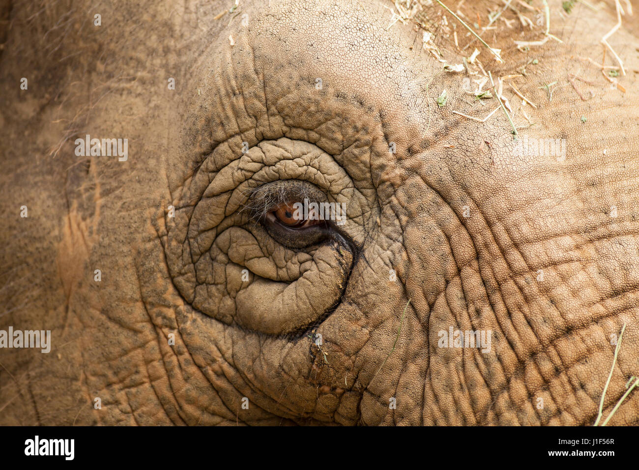 Asian Elephant, Santa Barbara Zoo, Santa Barbara, California Stock ...