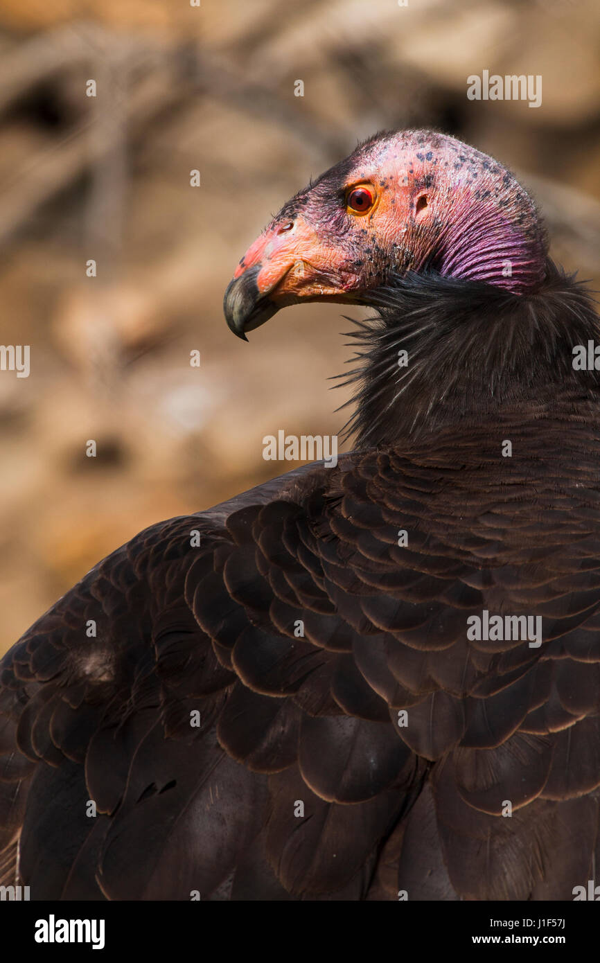 Condor zoo hi-res stock photography and images - Alamy
