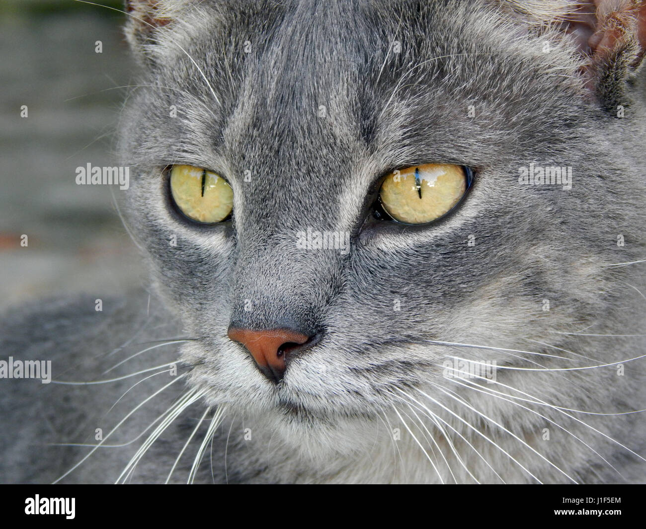 Cat with Piercing Eyes Stock Photo - Alamy