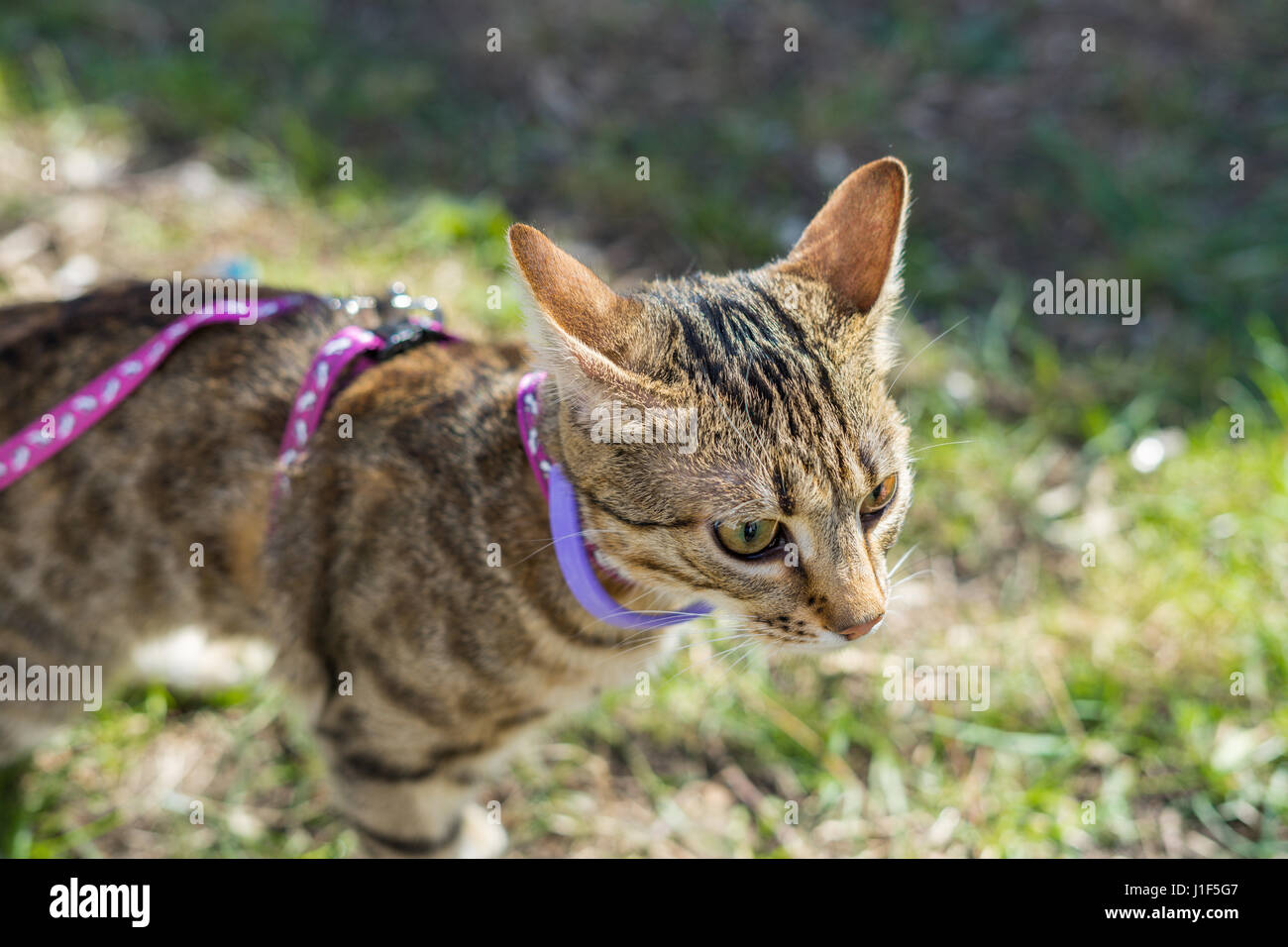 Kitten on a leash outdoor Stock Photo - Alamy