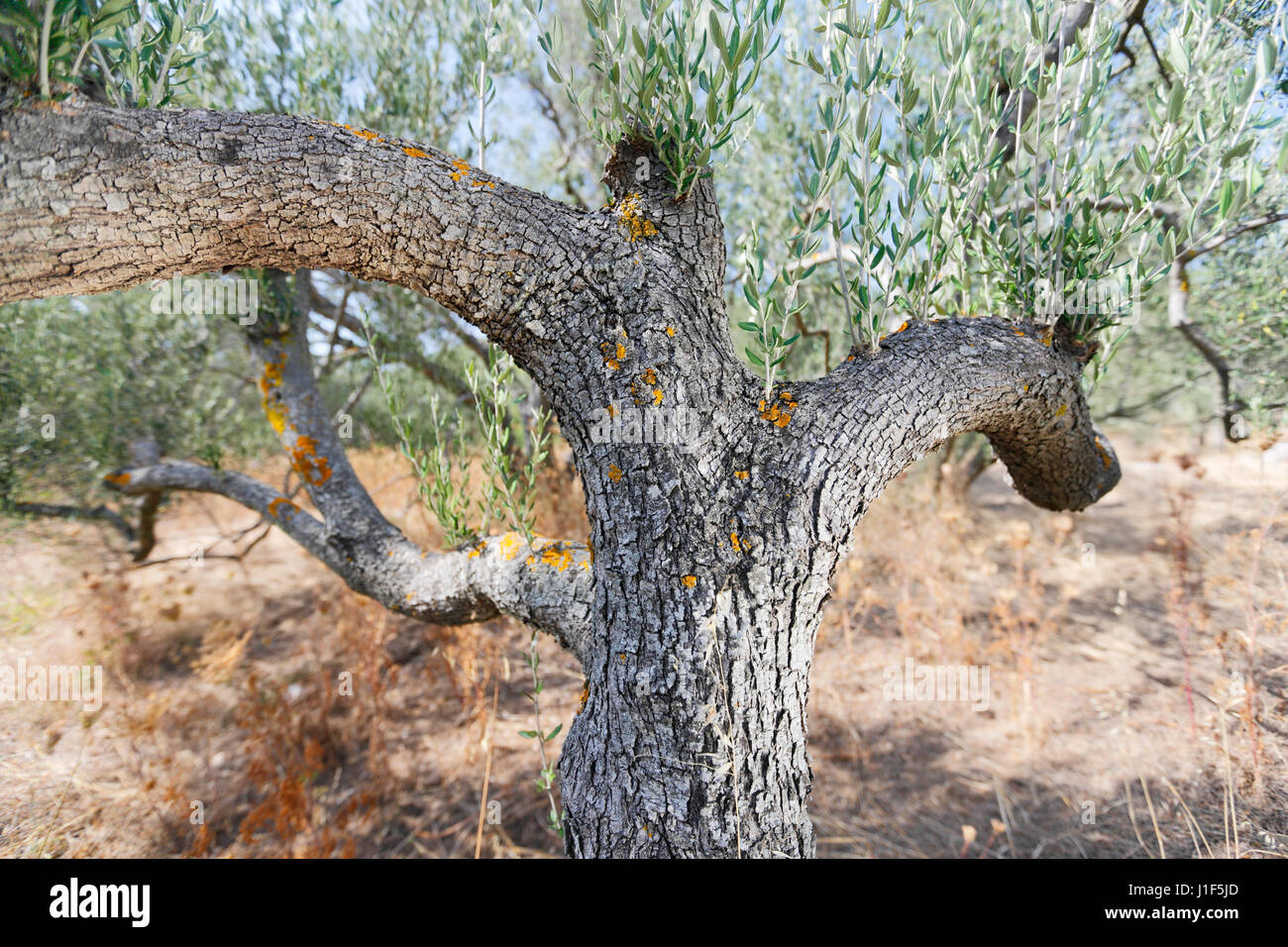 Old olive tree close up in Croatia Stock Photo - Alamy