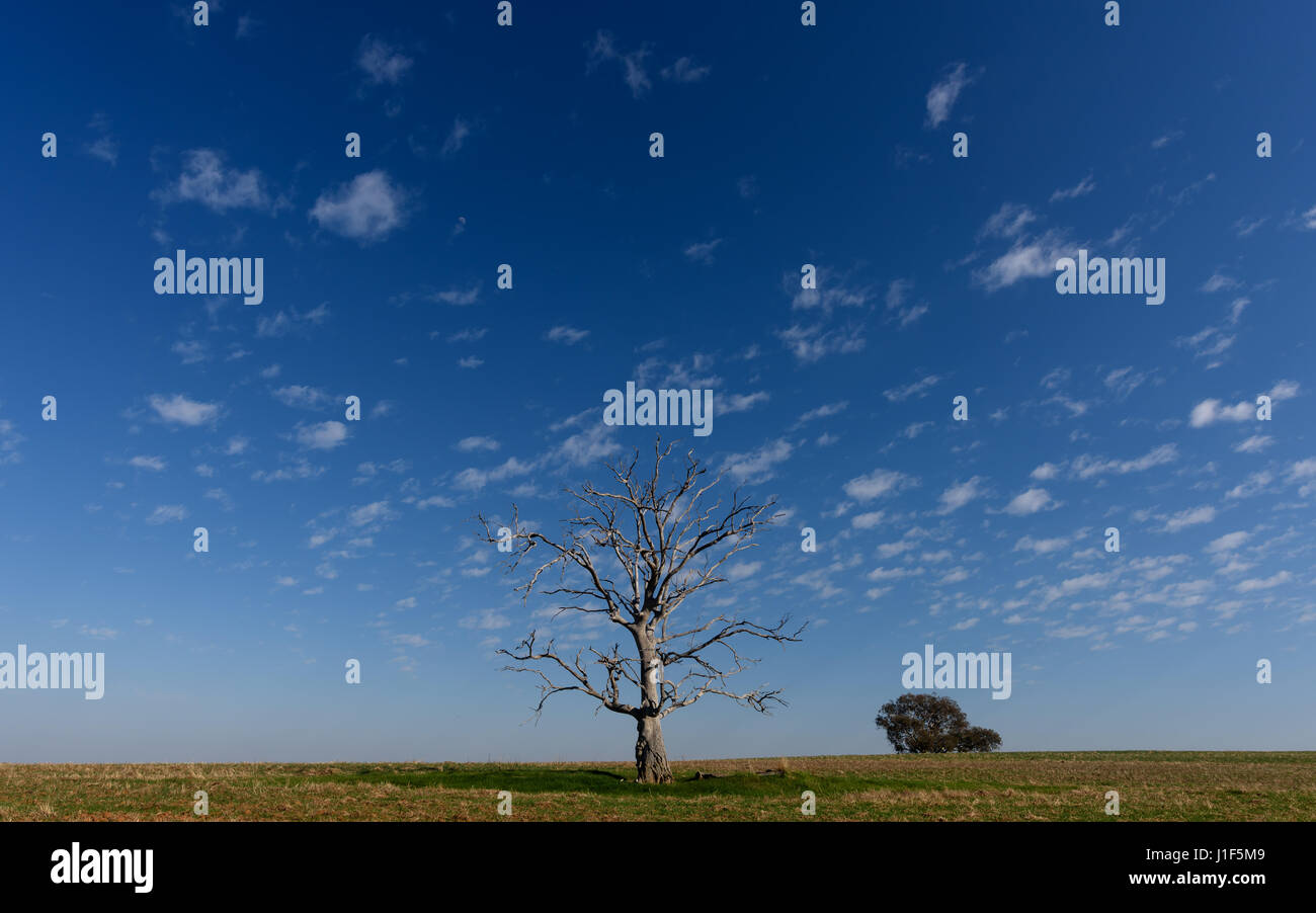 Dead tree under a blue sky Stock Photo - Alamy