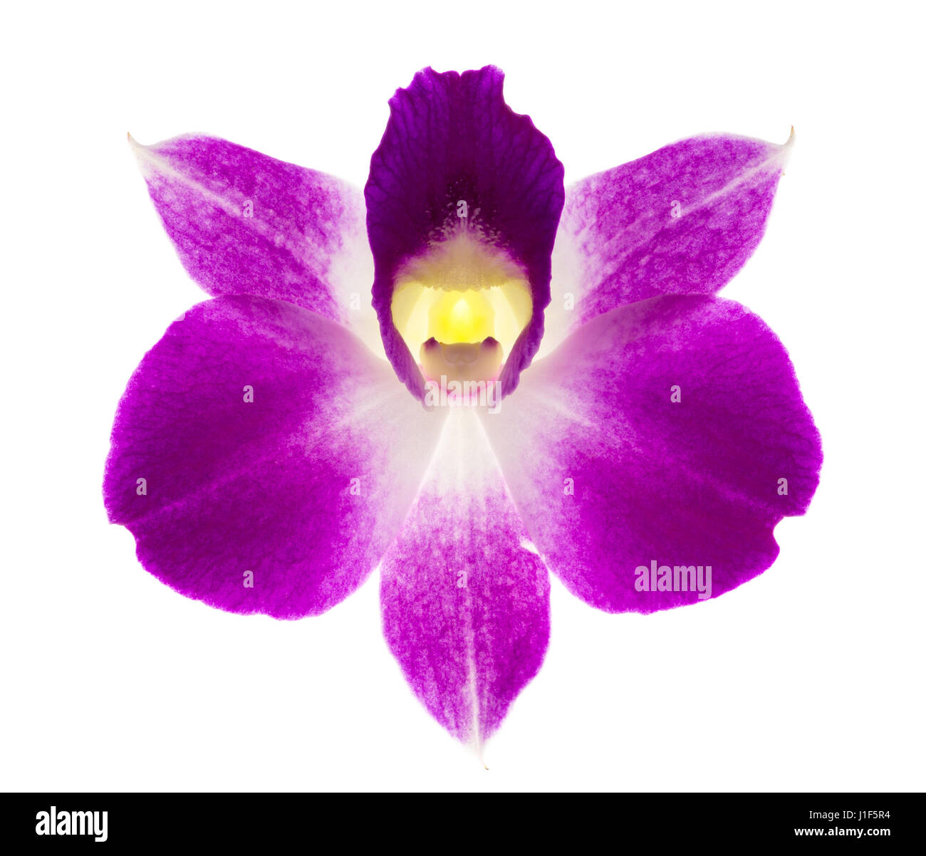 Purple orchid flower hi-res stock photography and images - Alamy