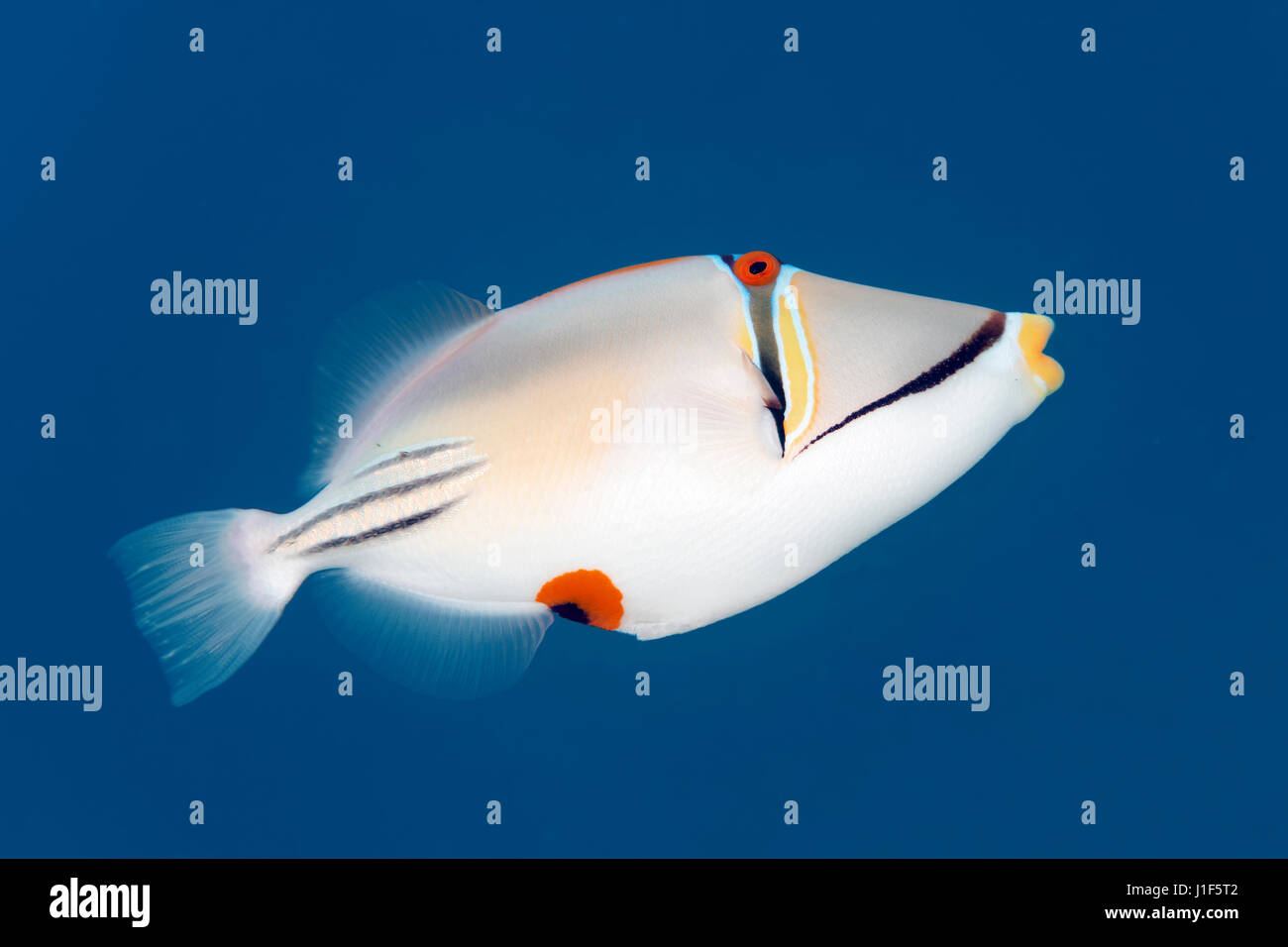 Arabian Picasso triggerfish (Rhinecanthus assasi) in blue water, Red ...