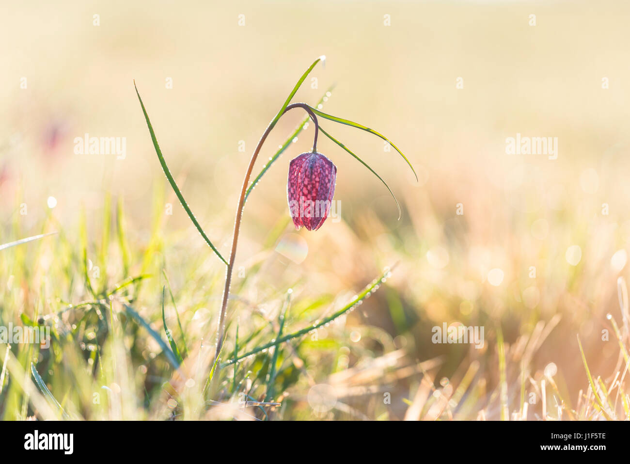 Alpine Snakes High Resolution Stock Photography and Images - Alamy