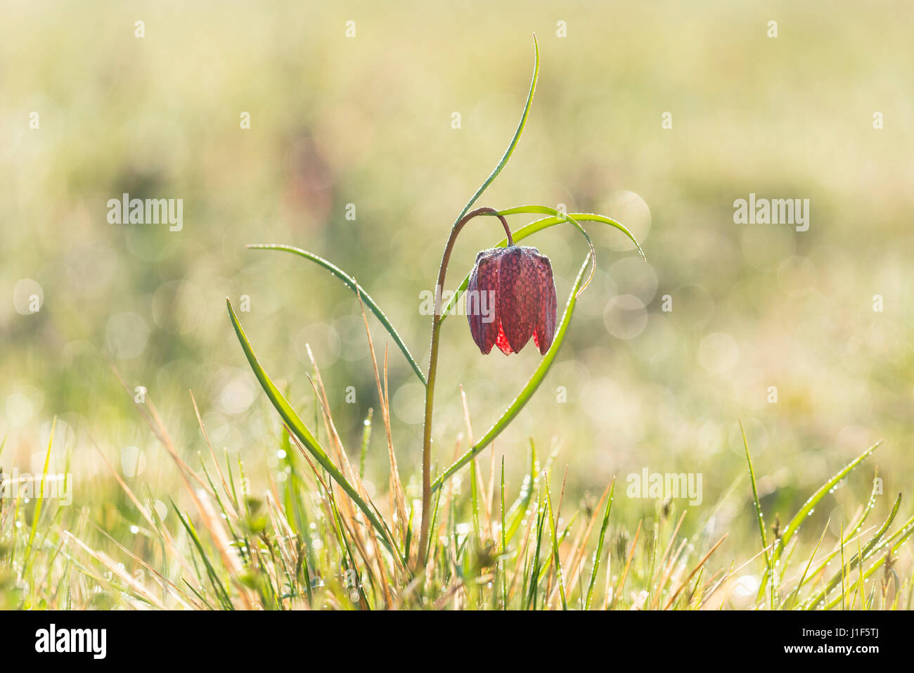 Alpine Snakes High Resolution Stock Photography and Images - Alamy