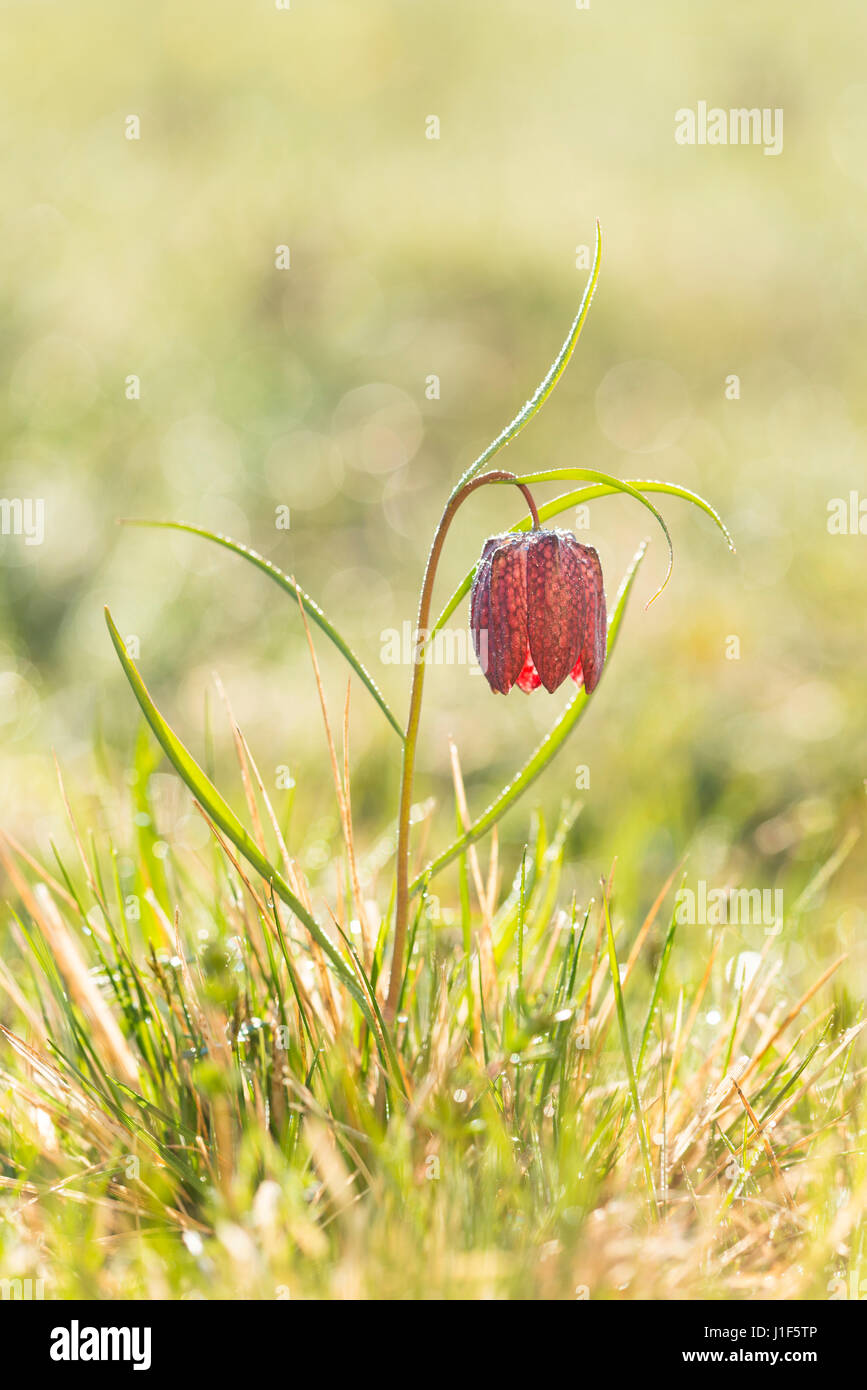 Alpine snakes hi-res stock photography and images - Alamy
