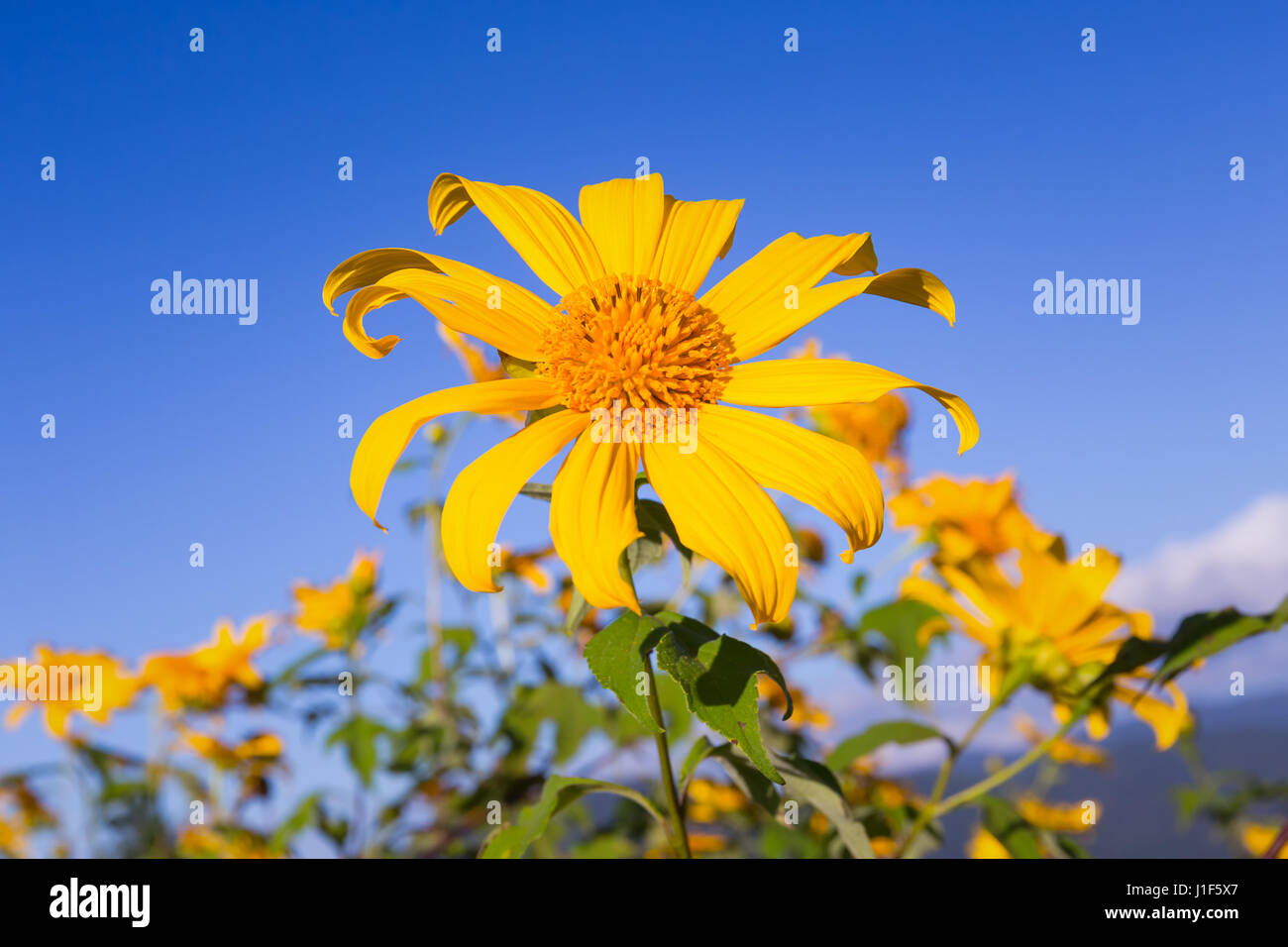Mexican sunflower with sky background on Doi Mae U-Kho mountain in Mae ...