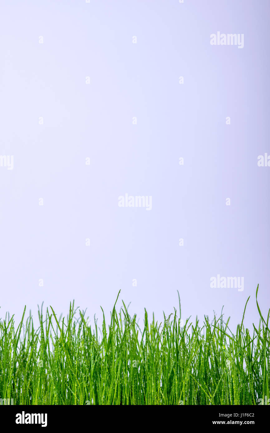 green grass spring - dew Stock Photo - Alamy