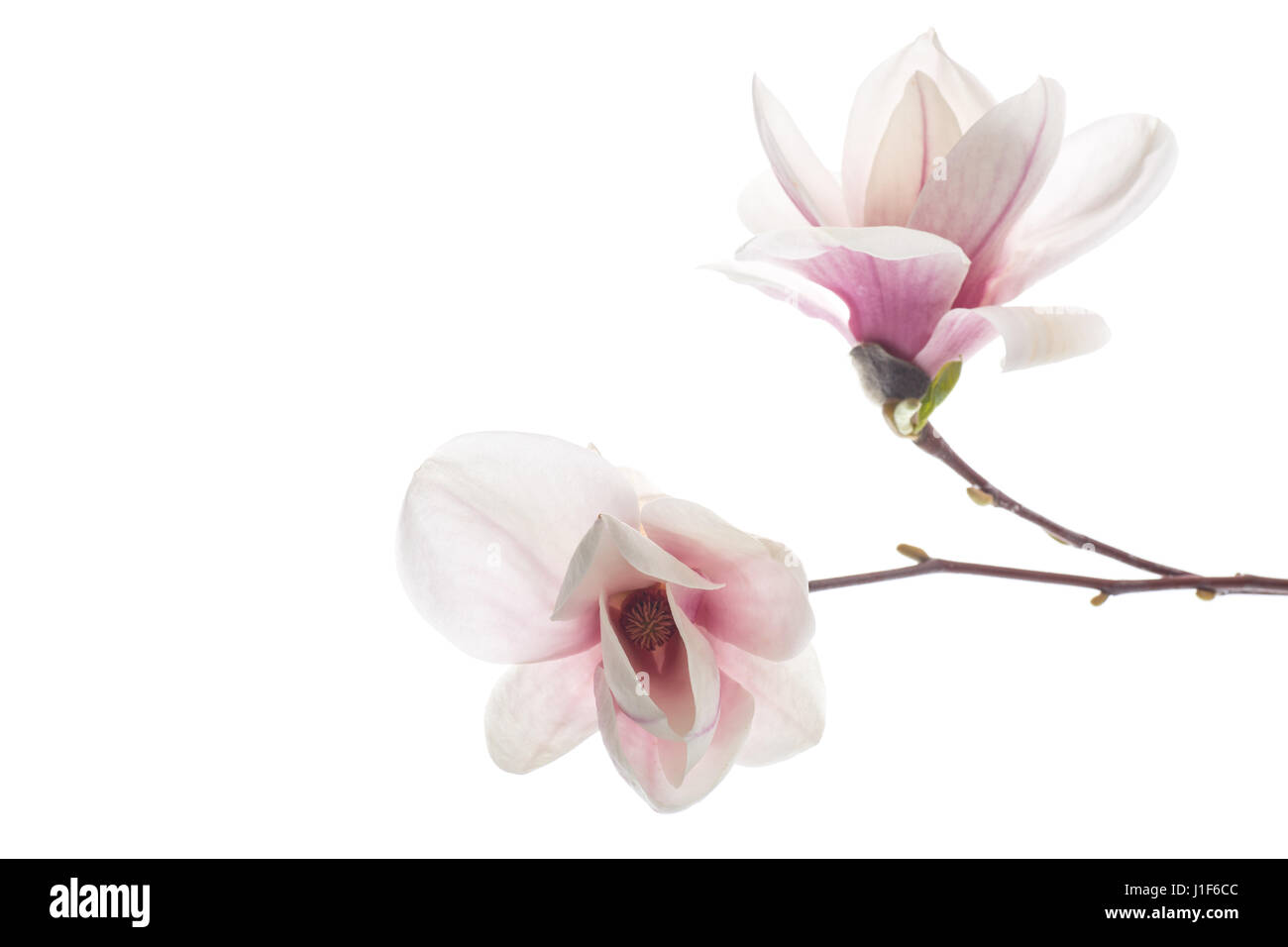 Pink magnolia flower Cut Out Stock Images & Pictures - Alamy