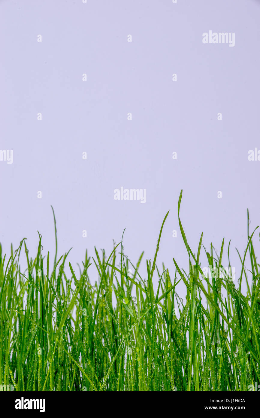 Green grass with dew hi-res stock photography and images - Alamy