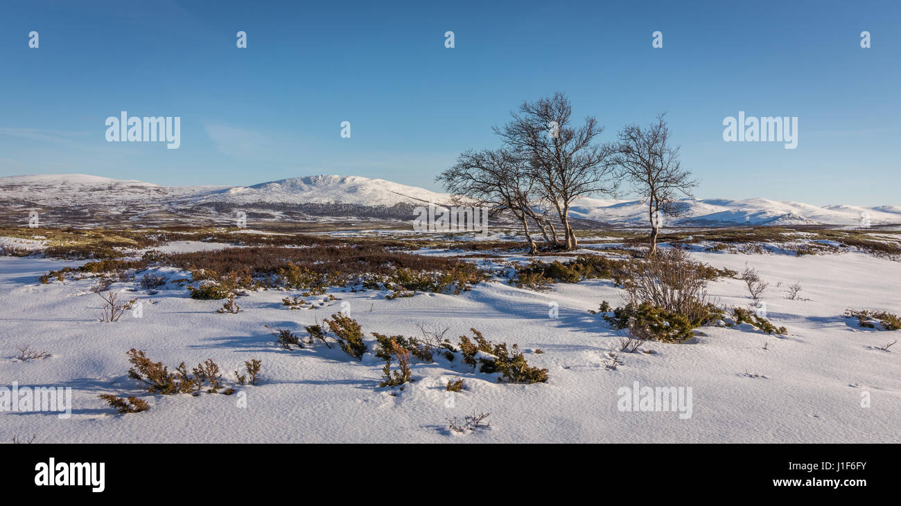 Birch trees and snow in front of mountains in the Dovre National park ...