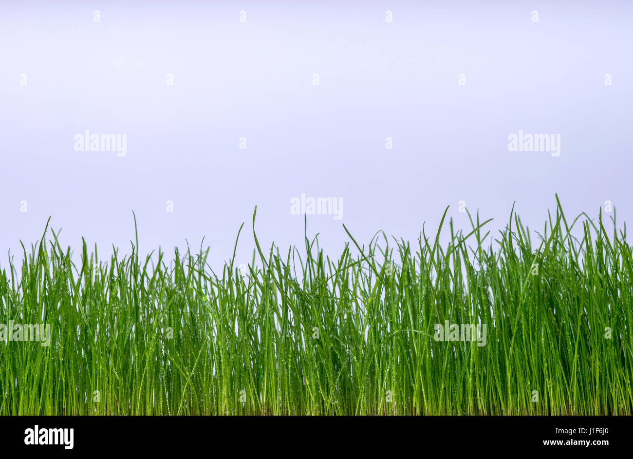 White dew garden hi-res stock photography and images - Alamy