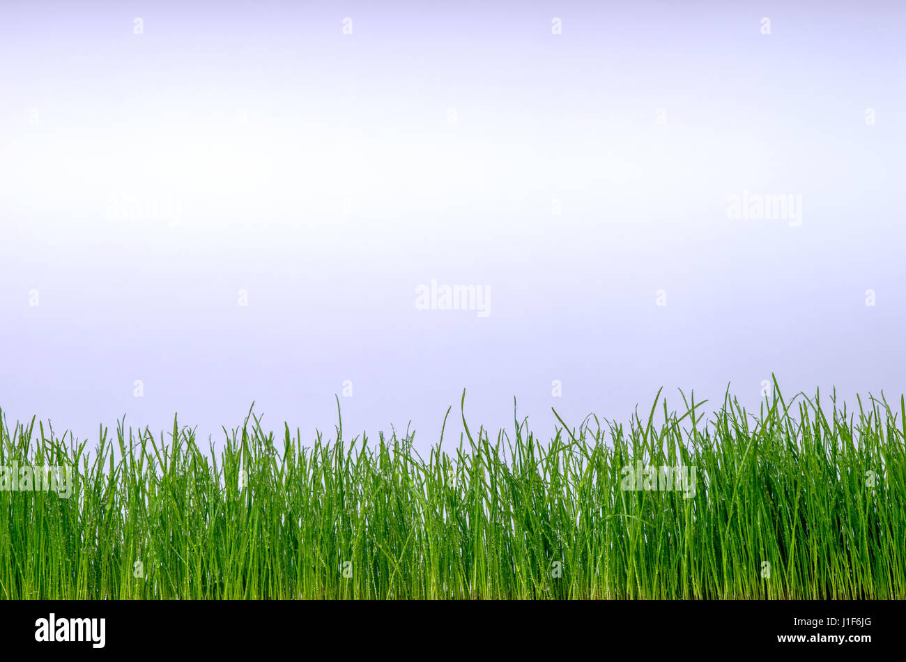 green grass spring - dew Stock Photo - Alamy