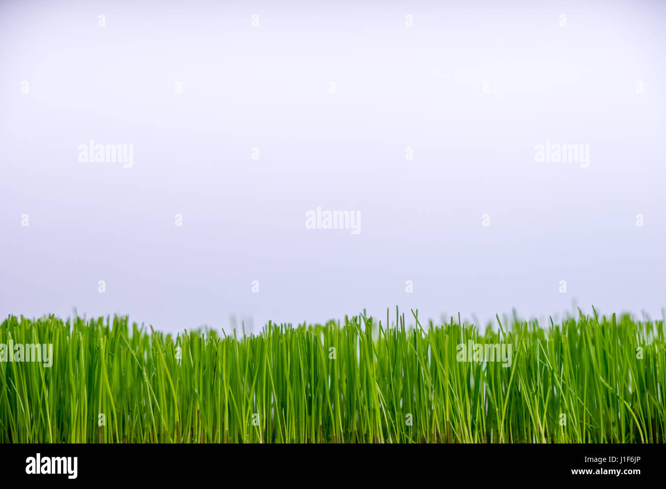 green grass spring Stock Photo - Alamy