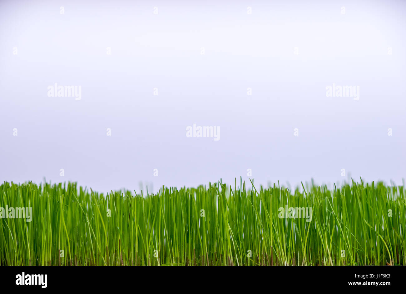 green grass spring Stock Photo - Alamy