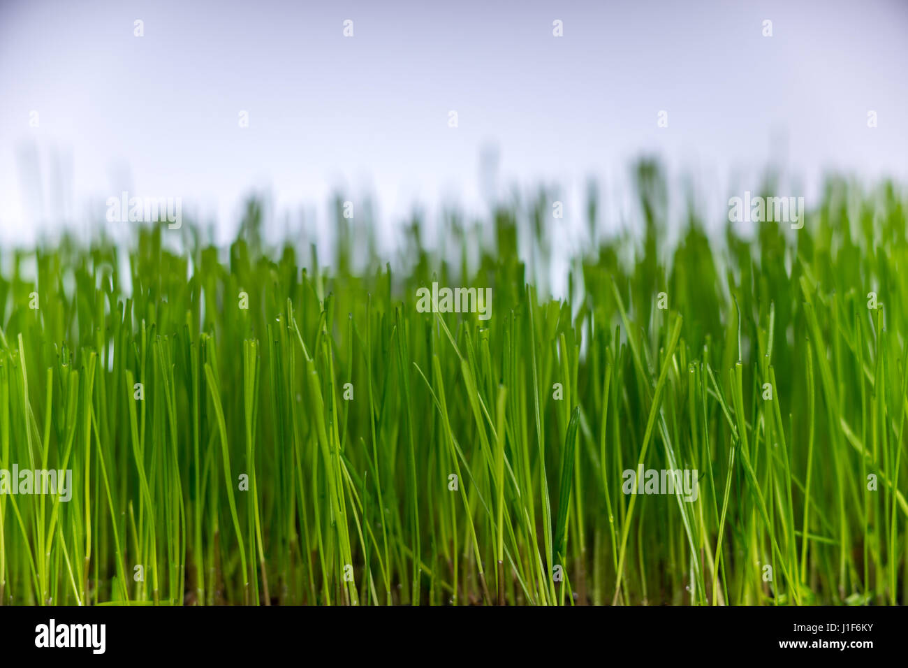green grass spring Stock Photo - Alamy