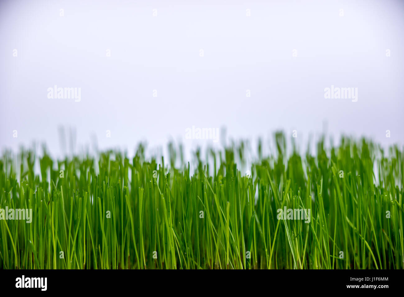 green grass spring Stock Photo - Alamy