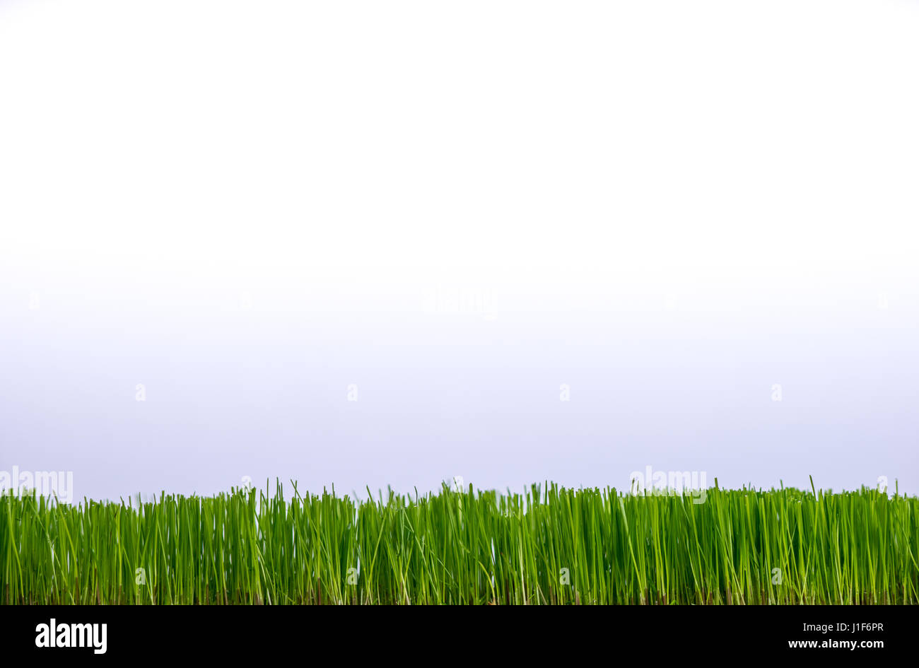green grass spring Stock Photo - Alamy