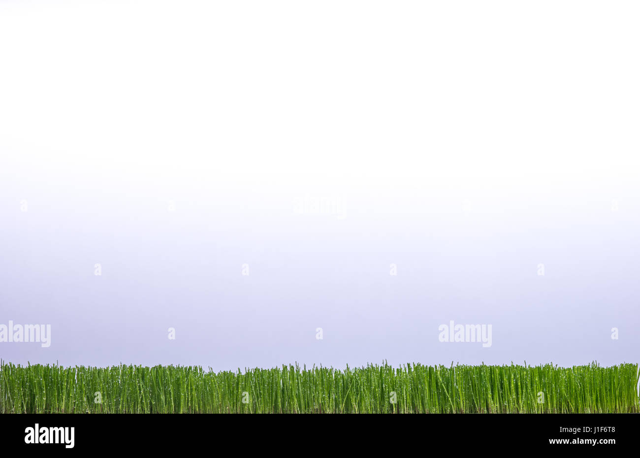 green grass spring - dew - Mowing Stock Photo - Alamy