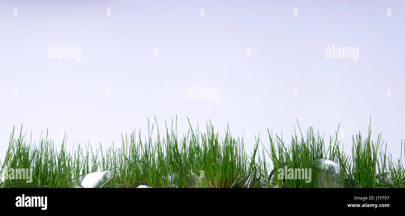 green grass spring - broken glass Stock Photo - Alamy
